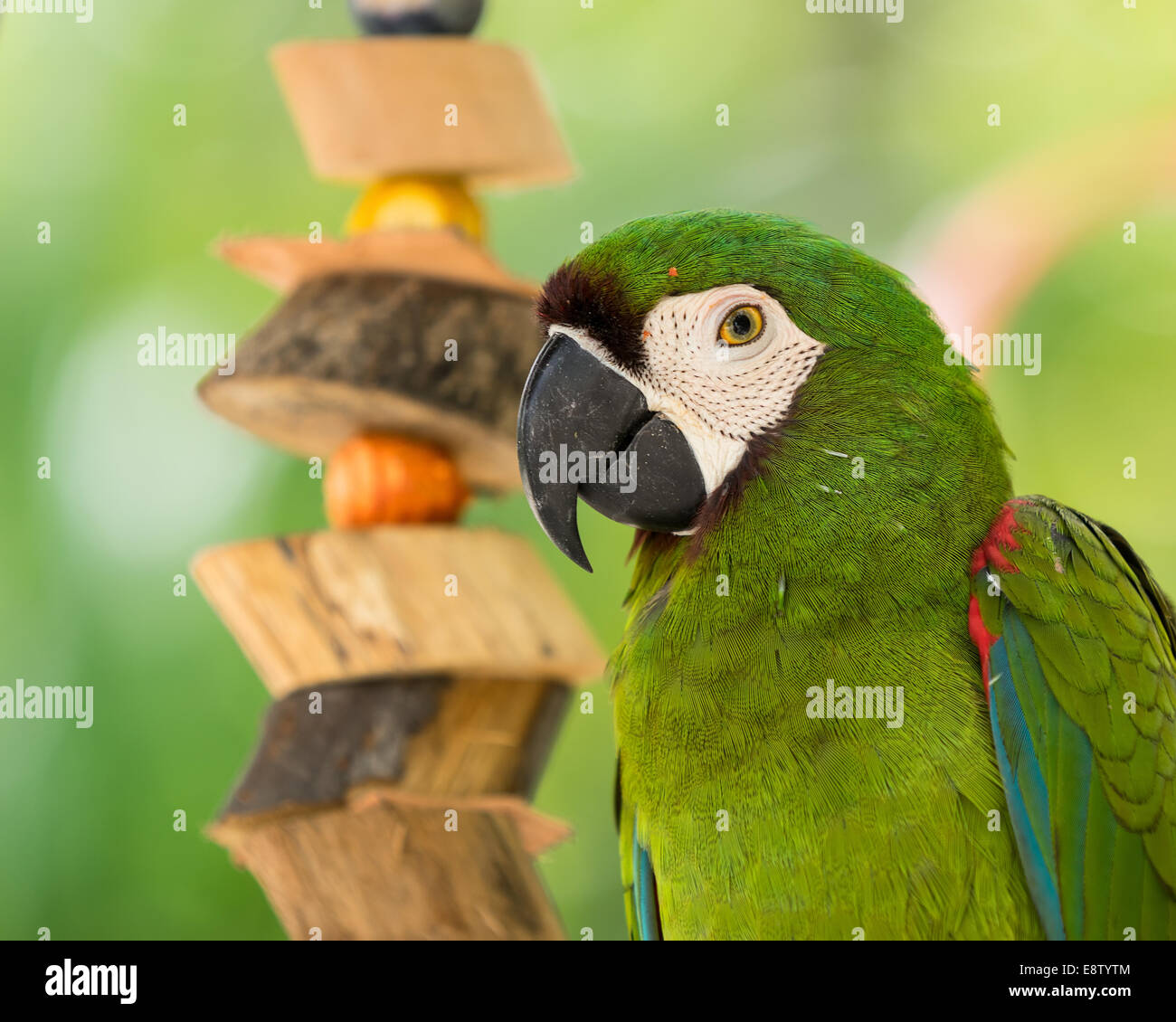 macaw sitting on branch Stock Photo - Alamy
