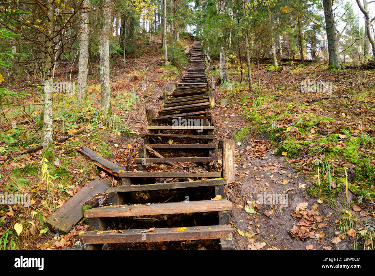Old wooden stairs in the forest Stock Photo - Alamy