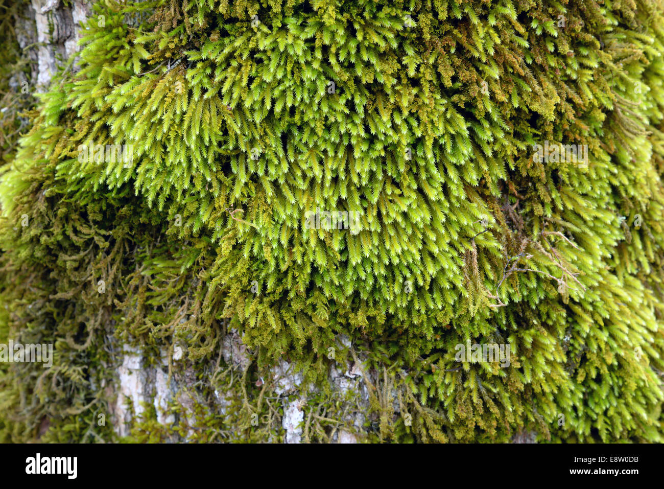 Mossy tree bark texture Stock Photo - Alamy