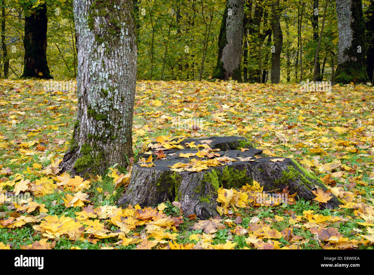 Stub with orange leaves Stock Photo - Alamy