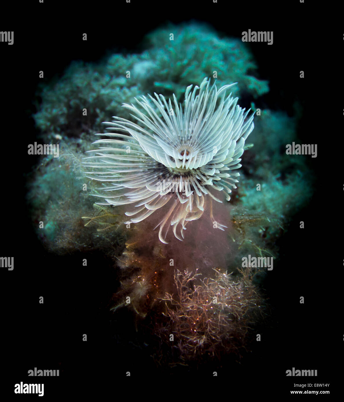 Sabella hi-res stock photography and images - Alamy