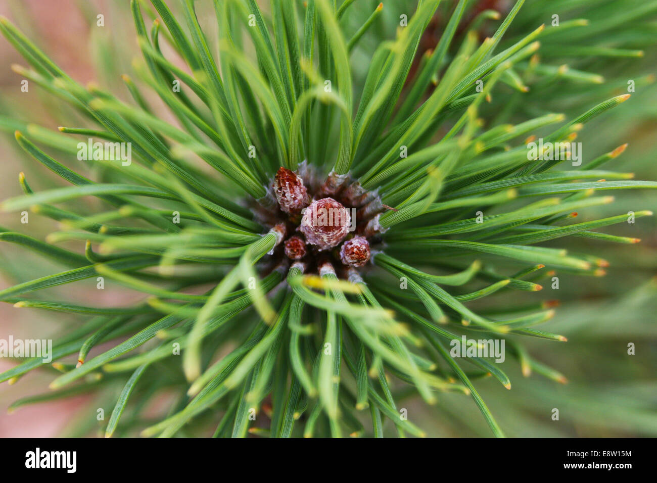 A macro shot of the symmetrical style of a pine tree branch Stock Photo ...