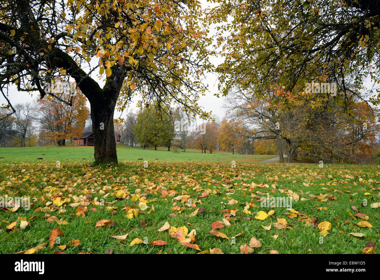 autumn trees in a park Stock Photo - Alamy