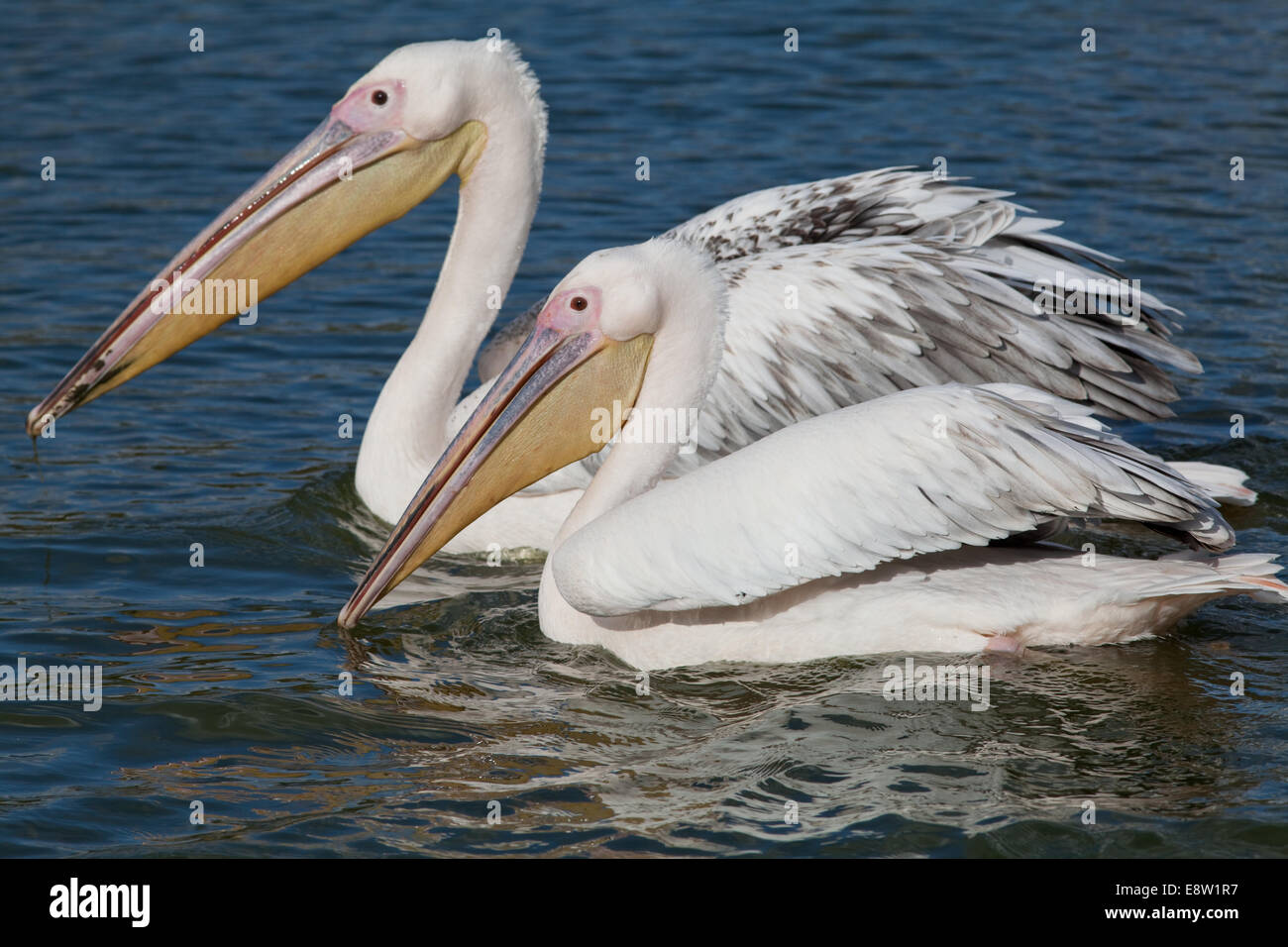 Side profile of pelican in water hi-res stock photography and images ...