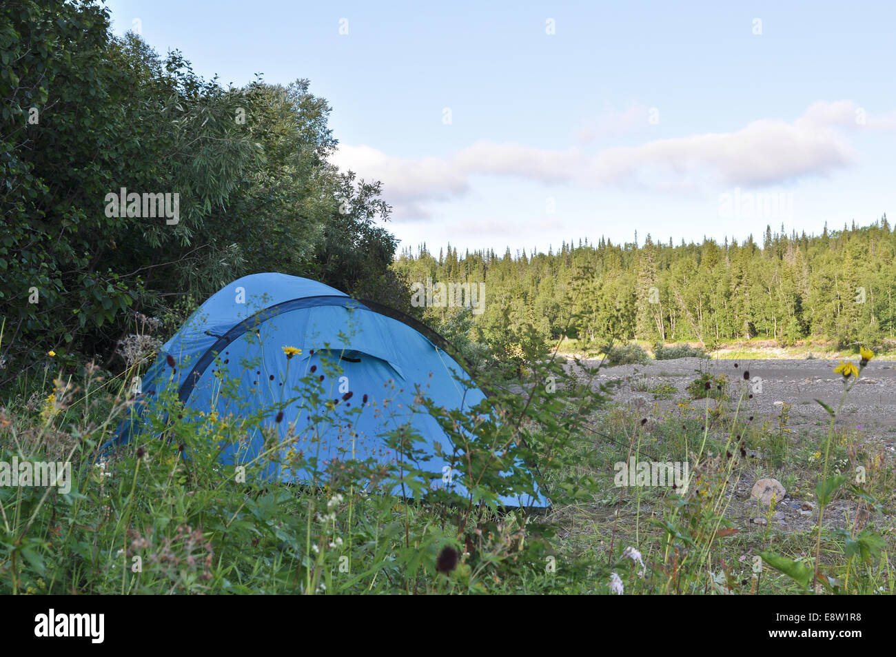 Camping tent at the edge of the forest. Polar Ural, Komi Republic ...