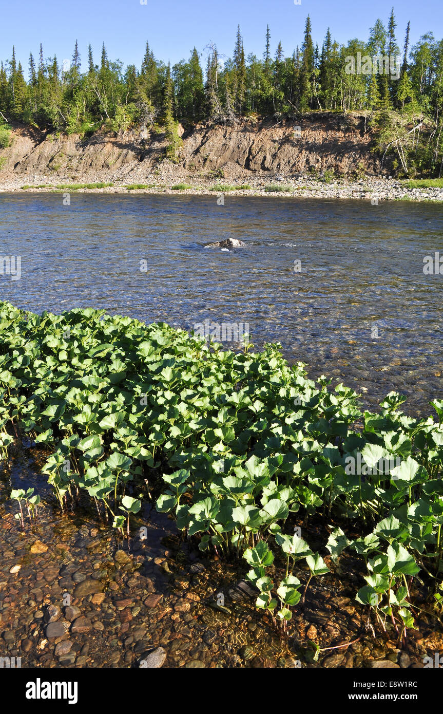 Solar landscape to the North of the Ural river. Polar Ural, Komi ...