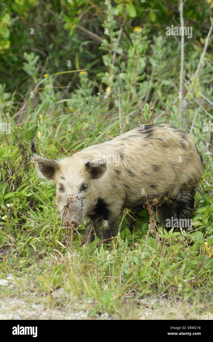 Florida wild pig hi-res stock photography and images - Alamy