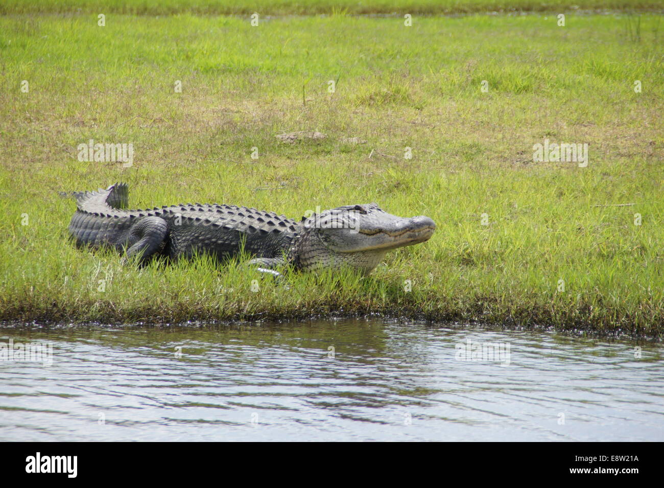 Alligator swamp hi-res stock photography and images - Alamy