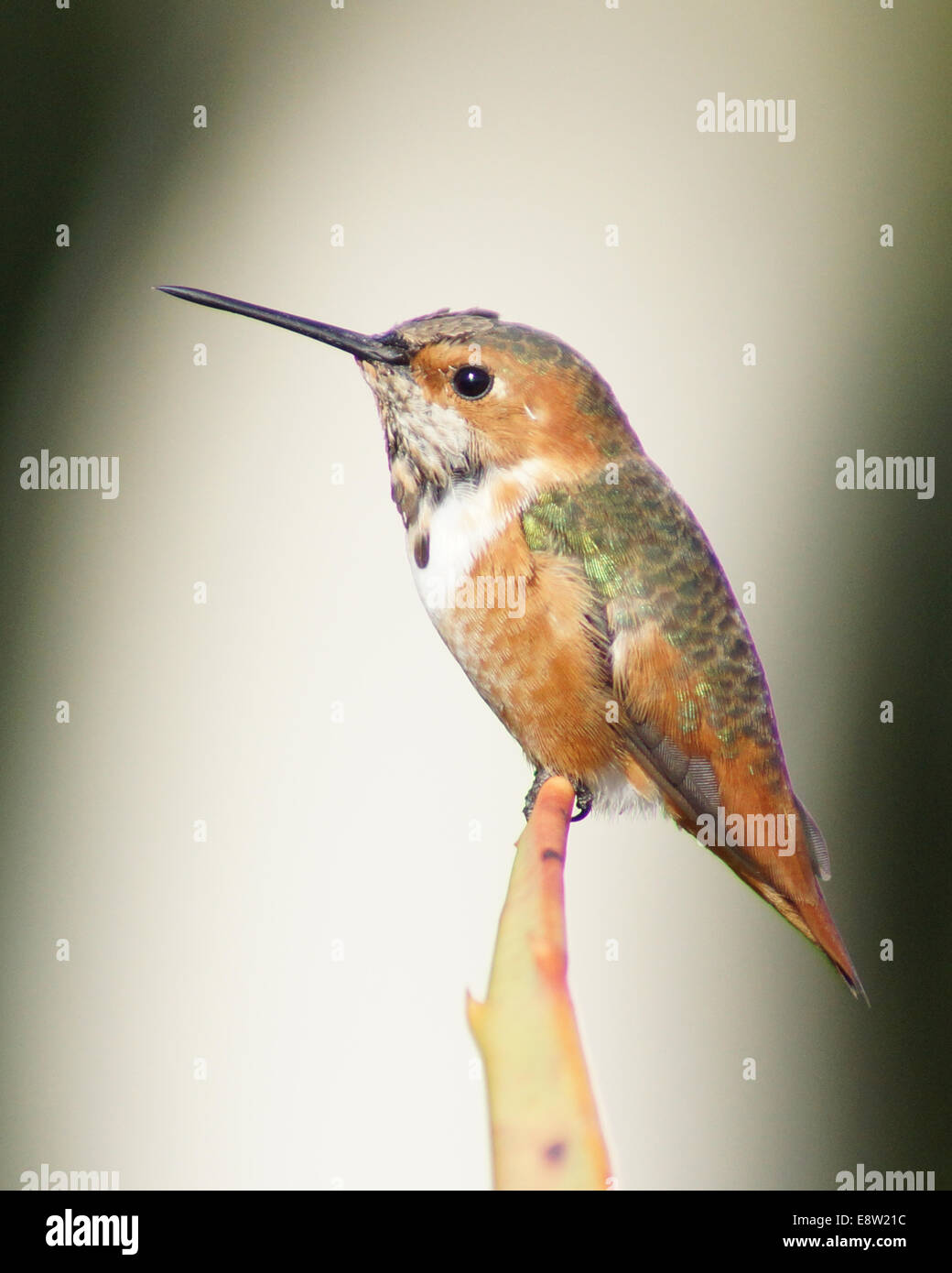 Hummingbird at seaside Laguna Beach,California park Stock Photo - Alamy
