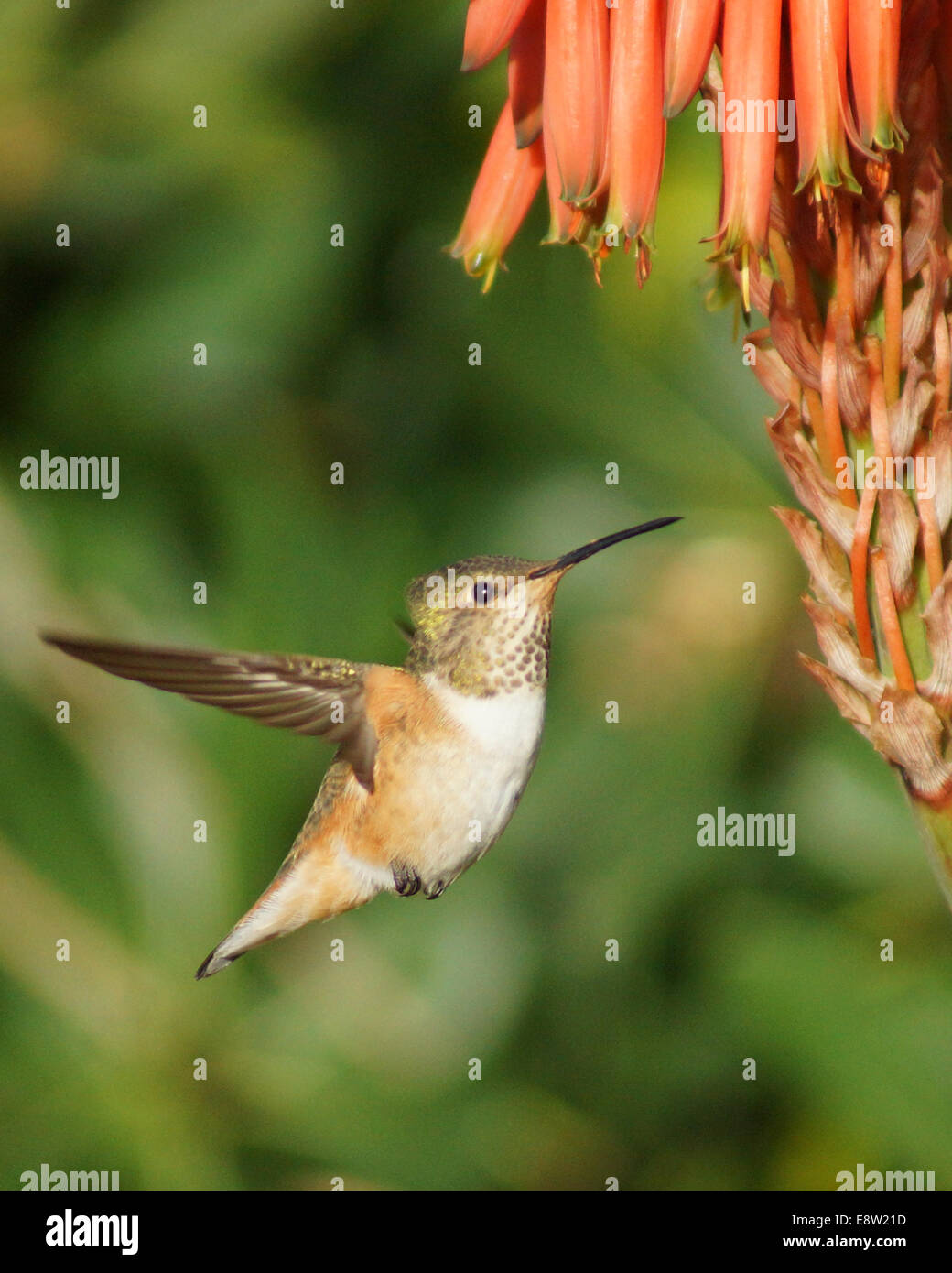 Hummingbird beach hi-res stock photography and images - Alamy