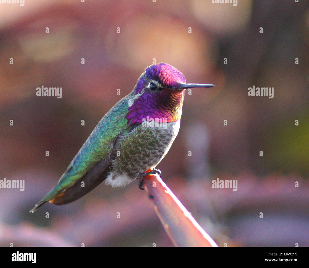 Hummingbird beach hi-res stock photography and images - Alamy