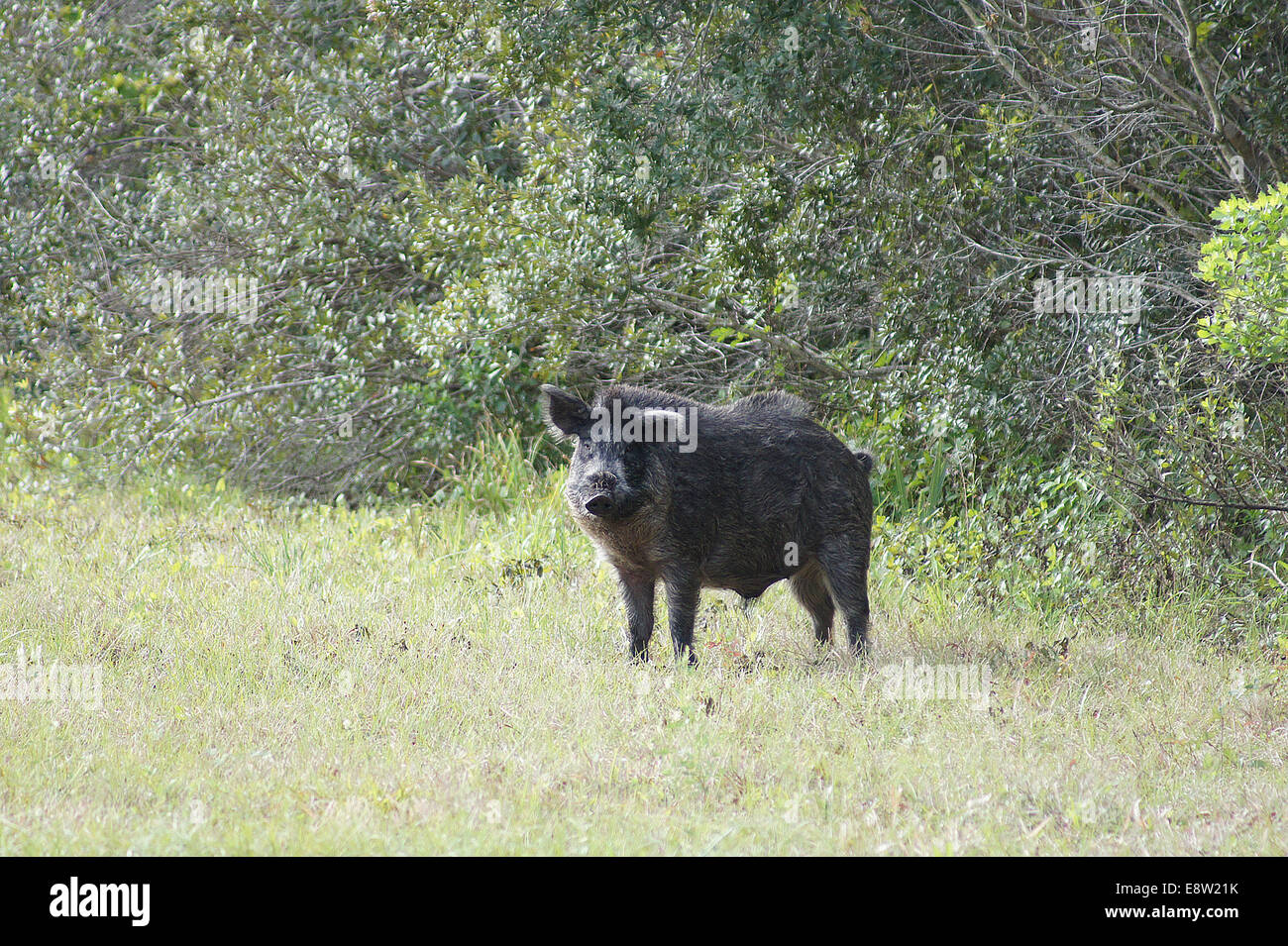 Wild boar at Florida forest Stock Photo - Alamy