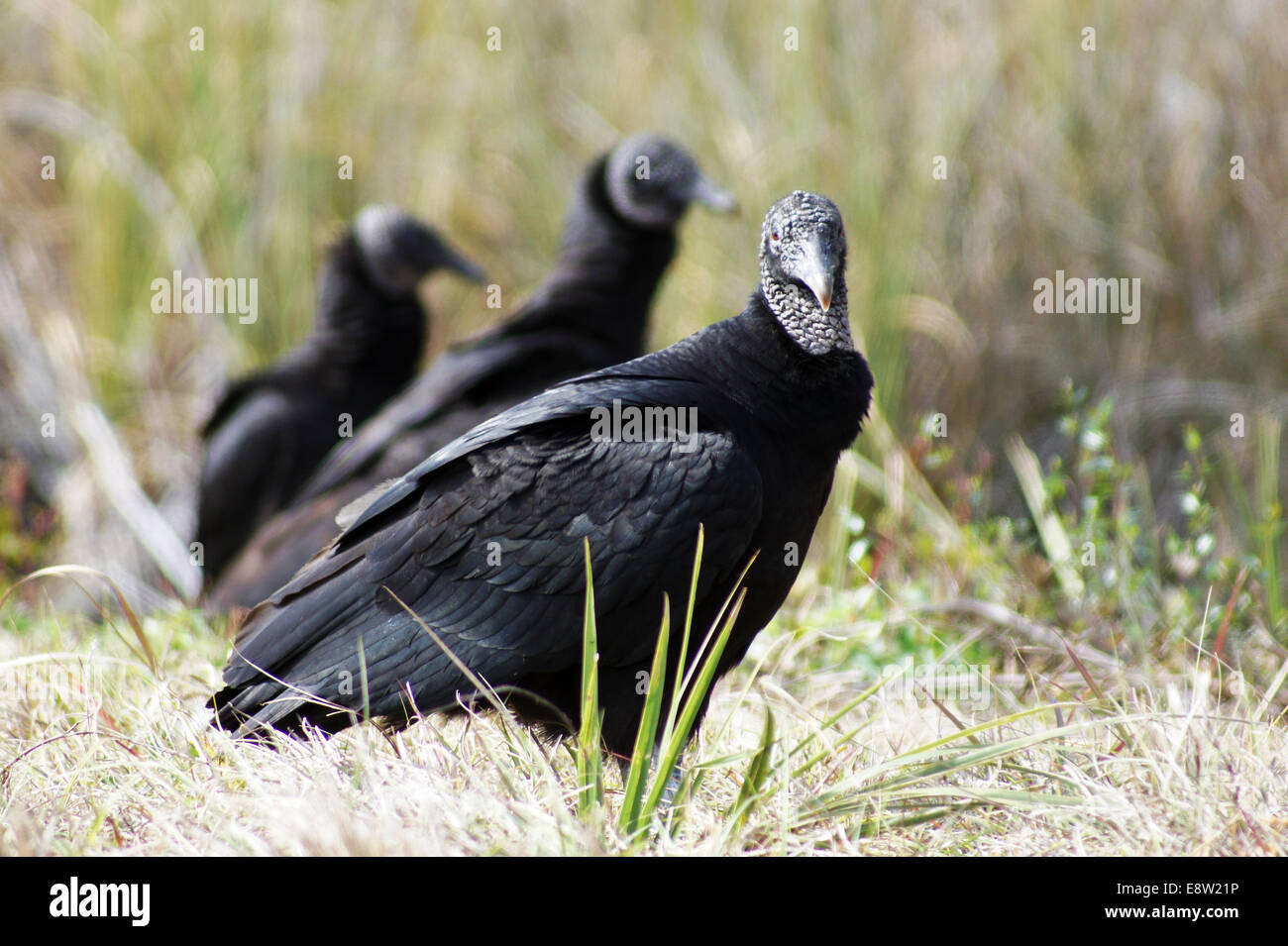 Three vultures at Florida swamp Stock Photo - Alamy