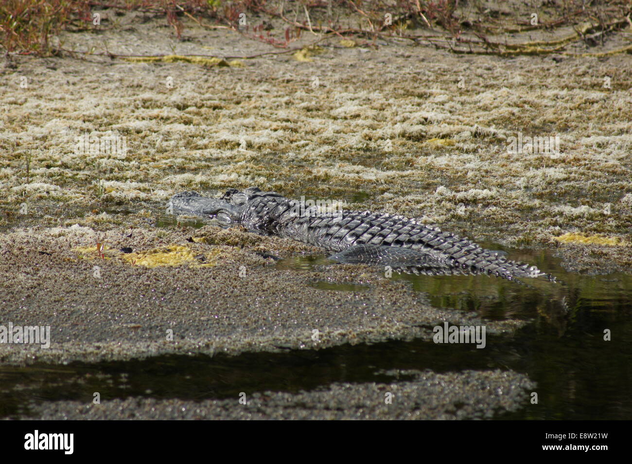 Large alligator at Florida swamp Stock Photo - Alamy
