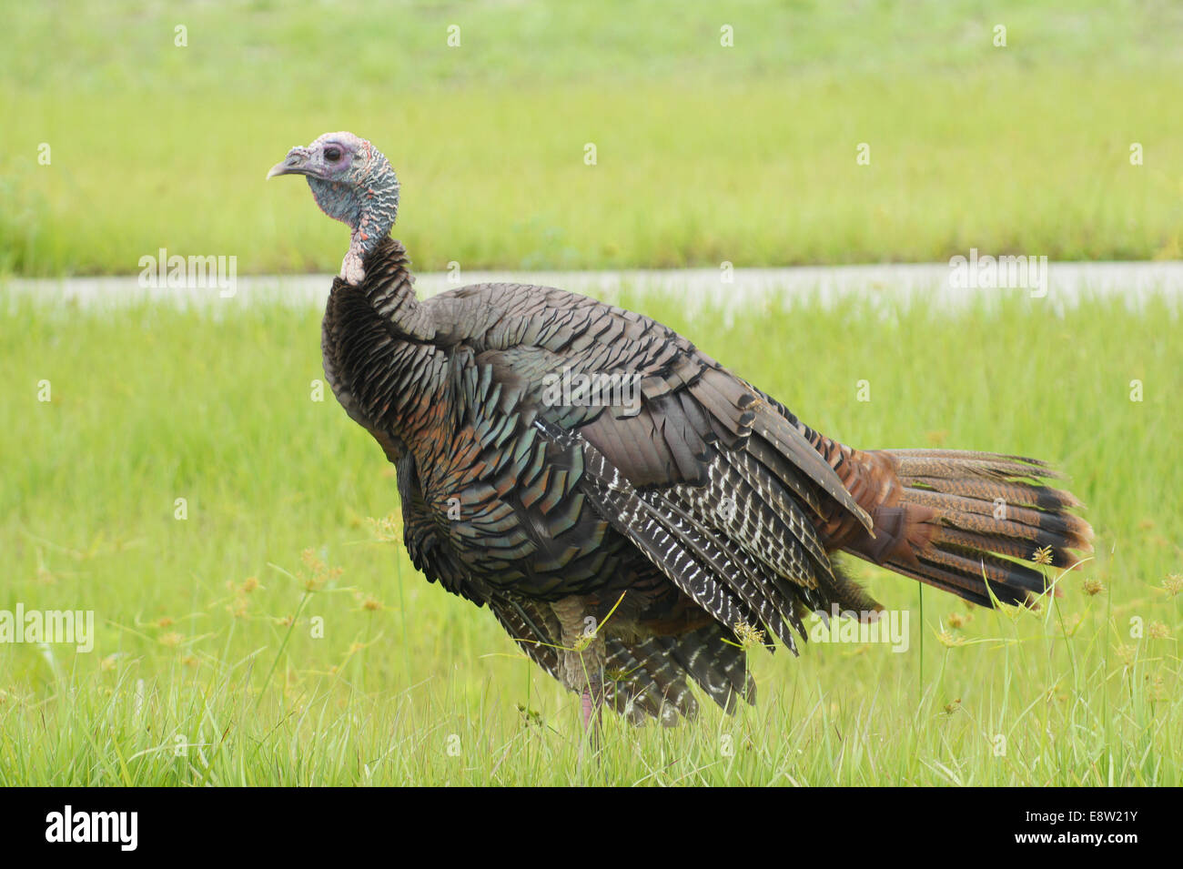 Wild turkey at Florida grassland Stock Photo - Alamy