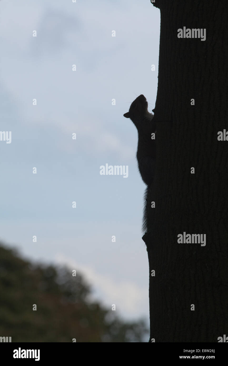 Negative space silhouette hi-res stock photography and images - Alamy