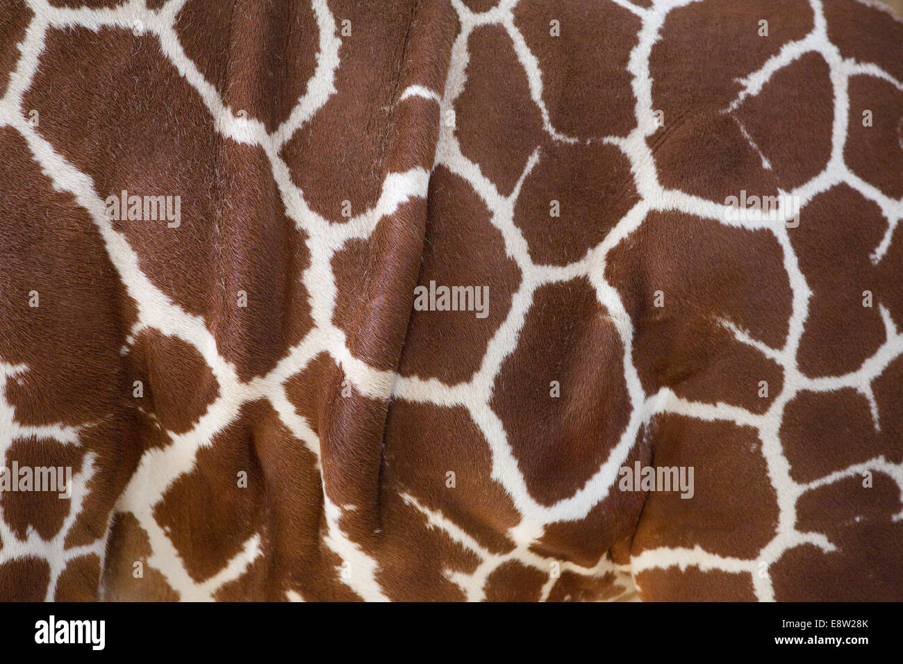 Reticulated Giraffe (Giraffa camelopardalis reticulata). Left, flank ...
