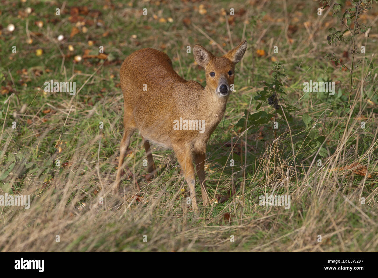 Chinese Water Deer (Hydropotes inermis). Female seeking fallen Horse ...