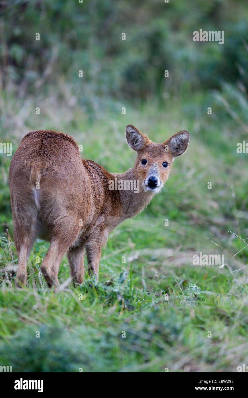 Female rear end hi-res stock photography and images - Alamy