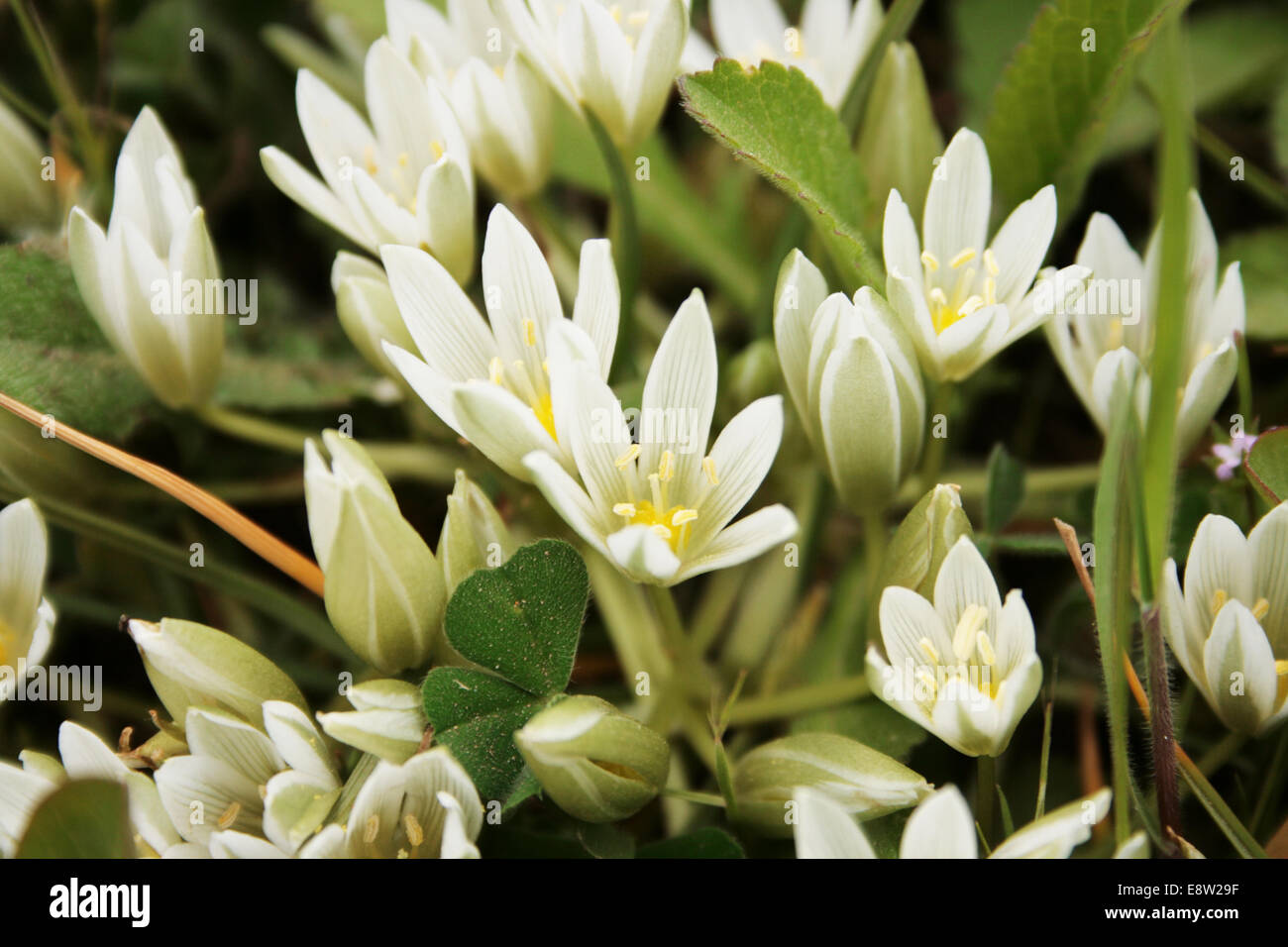White spring flowers Stock Photo - Alamy