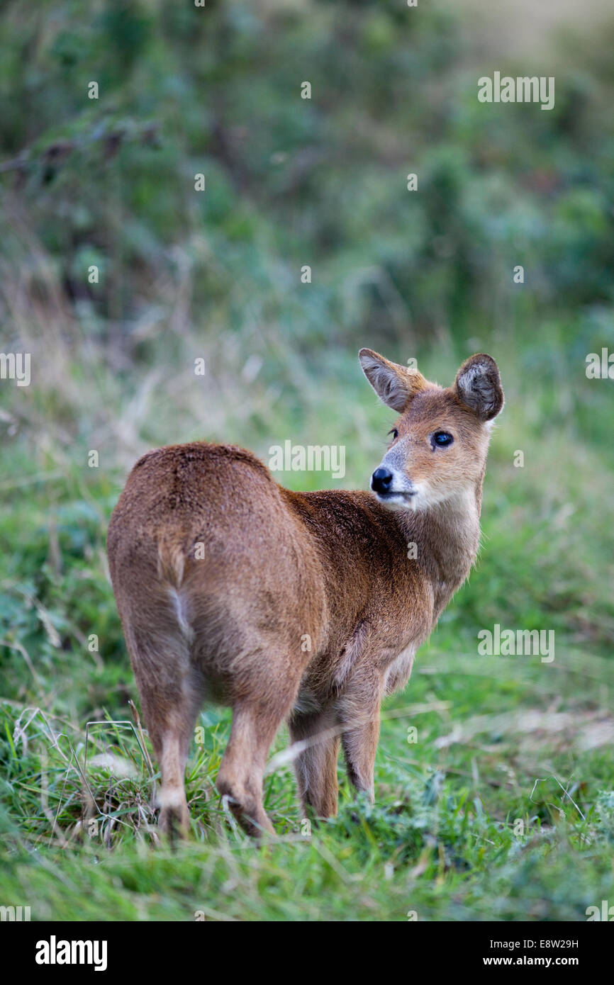 Chinese Water Deer (Hydropotes inermis). NB rear end lack of any white ...