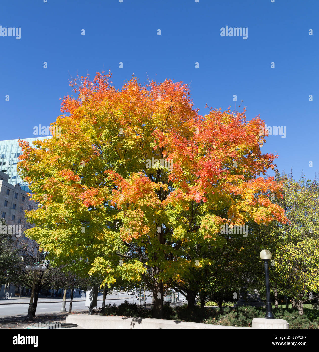 Changing leave color america hi-res stock photography and images - Alamy