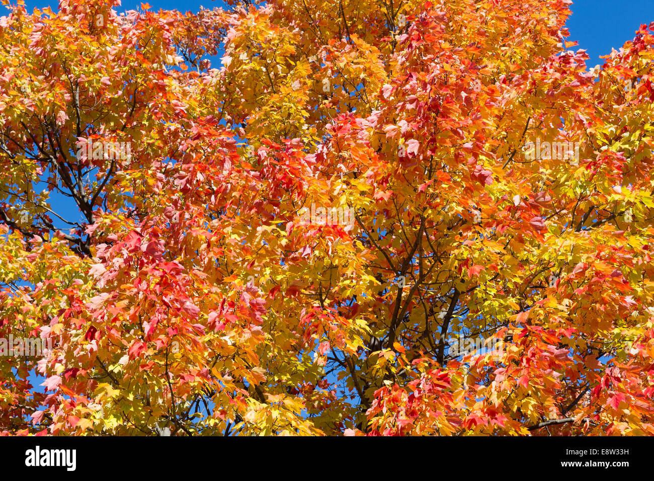 Closeup to Leaves on a Maple Tree Stock Photo - Alamy