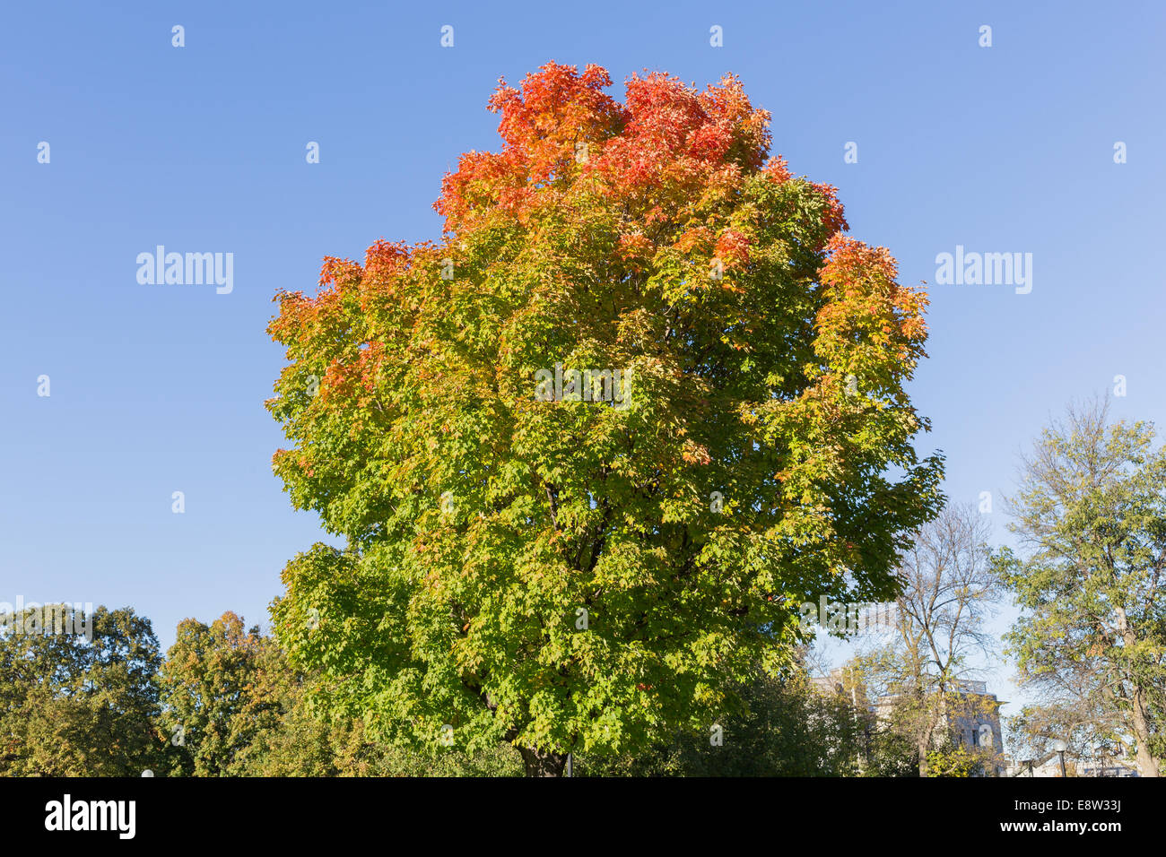 Fall maple hi-res stock photography and images - Alamy