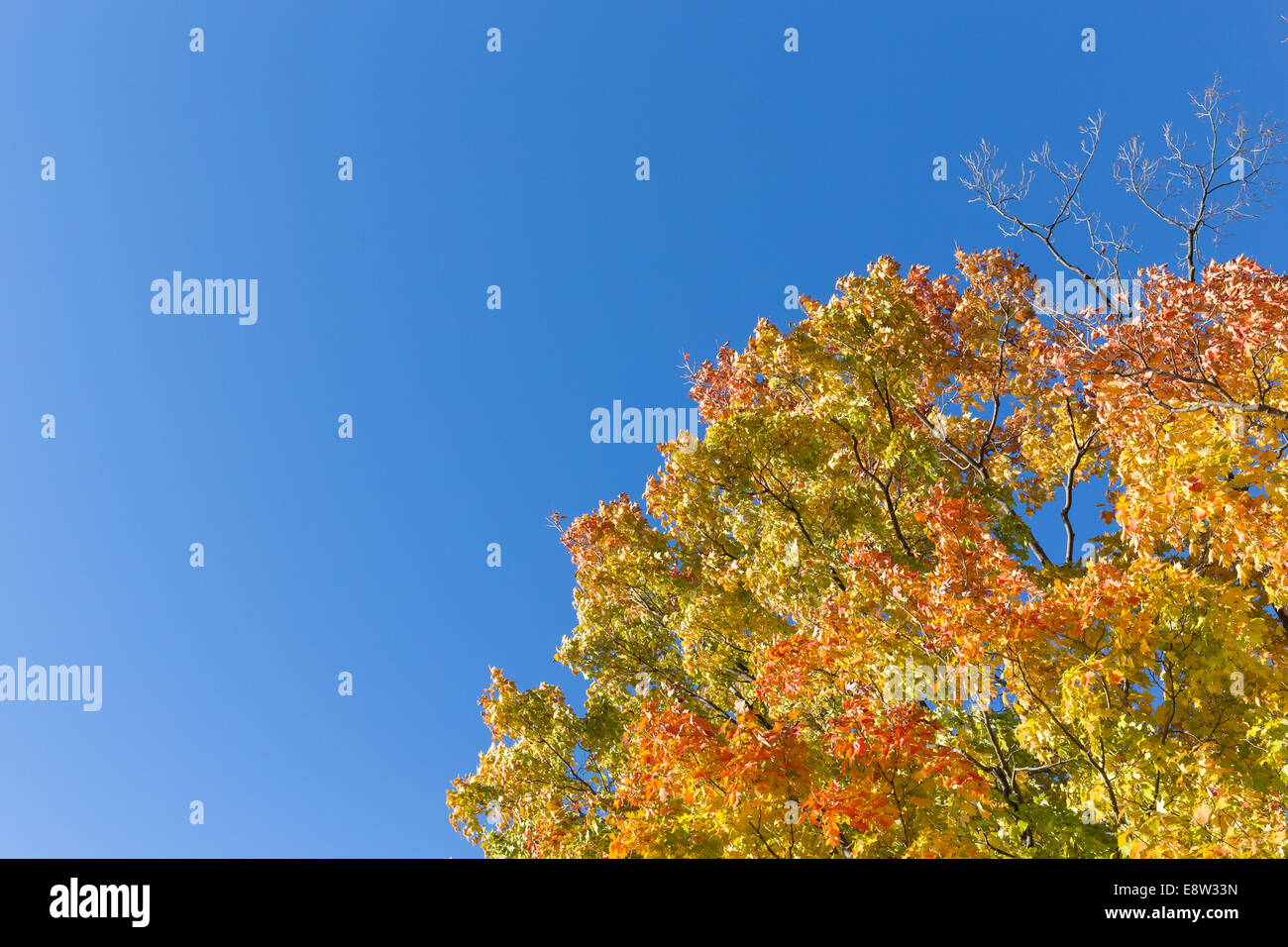 Fall maple hi-res stock photography and images - Alamy