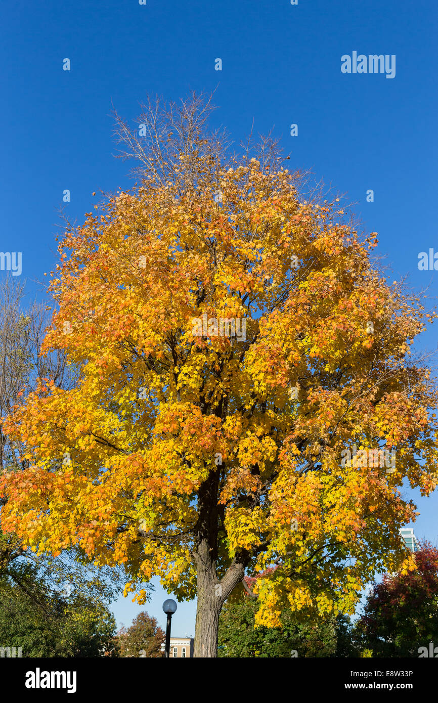 Colored maple leaf hi-res stock photography and images - Alamy