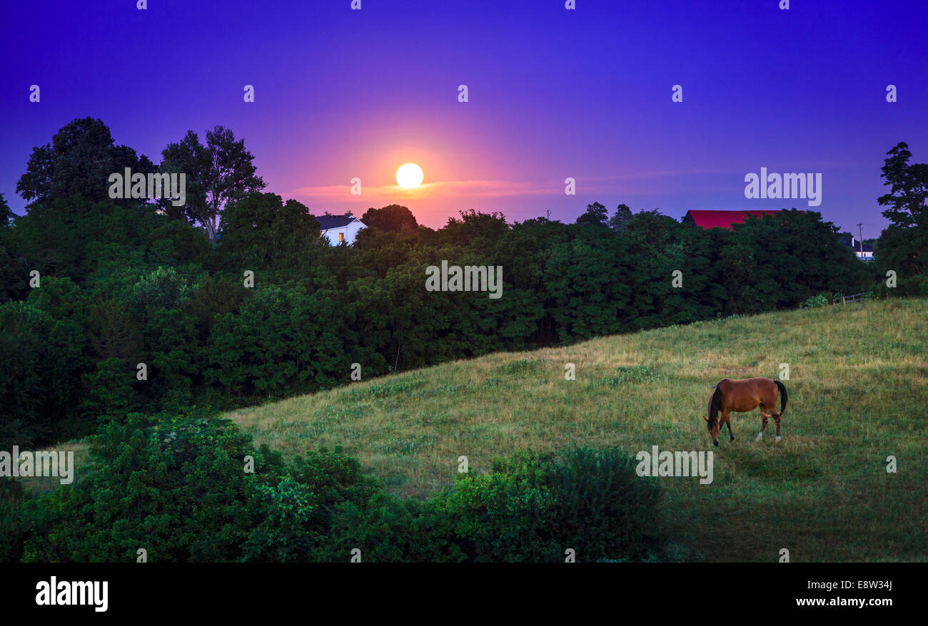 Kentucky bluegrass hi-res stock photography and images - Alamy