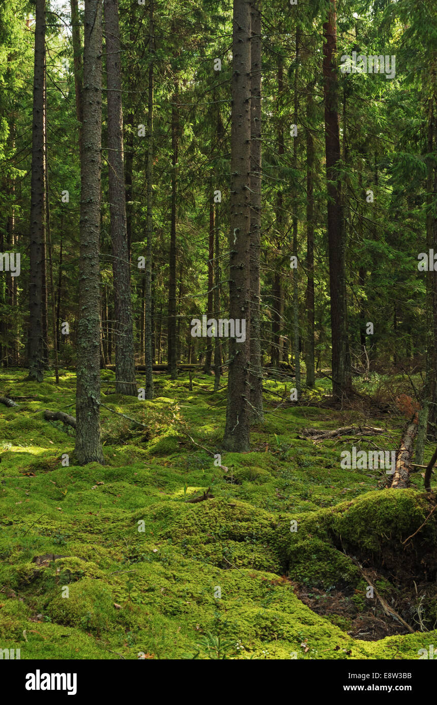 Moss in fir forest Stock Photo - Alamy