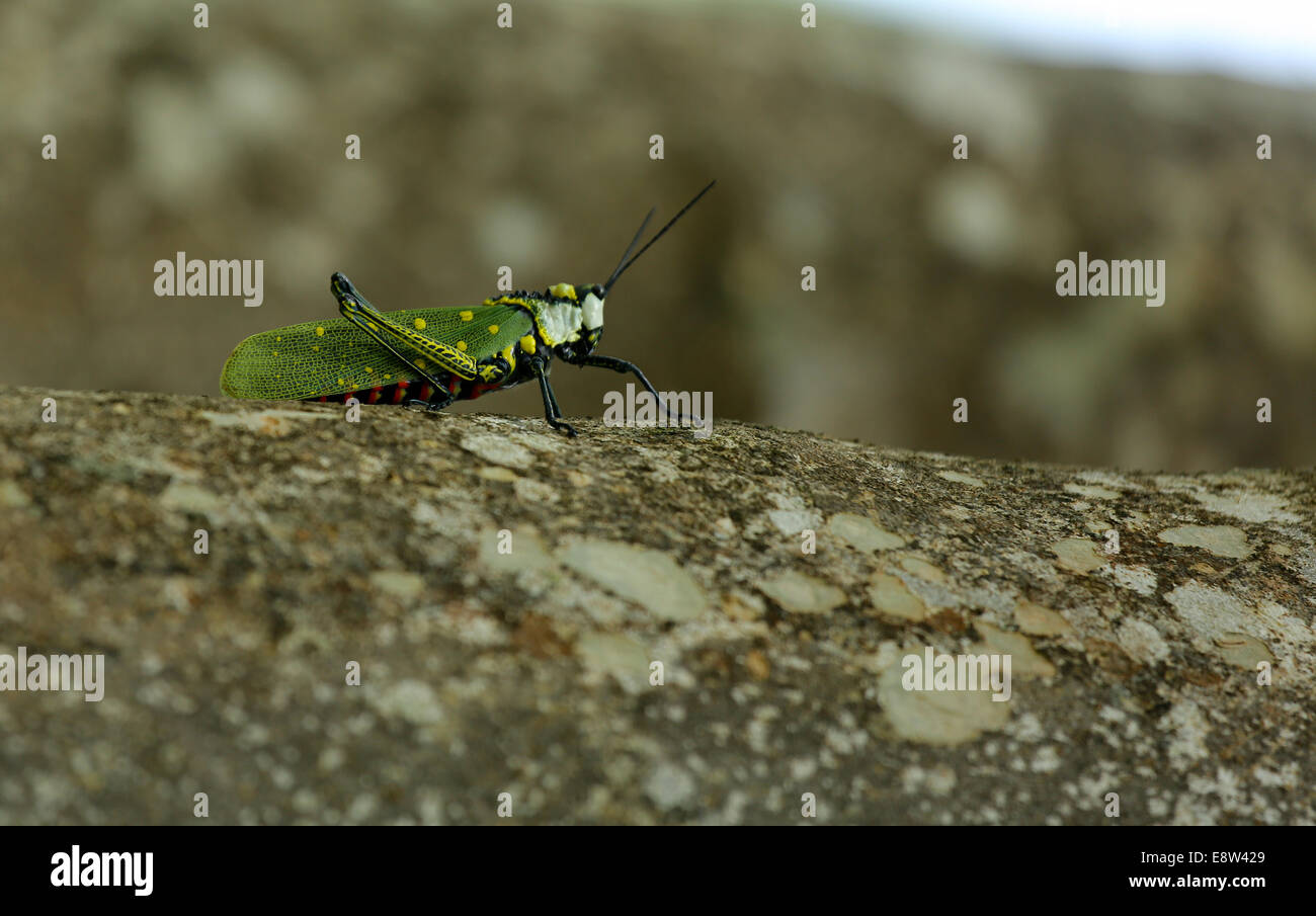 Small black locust tree hi-res stock photography and images - Alamy