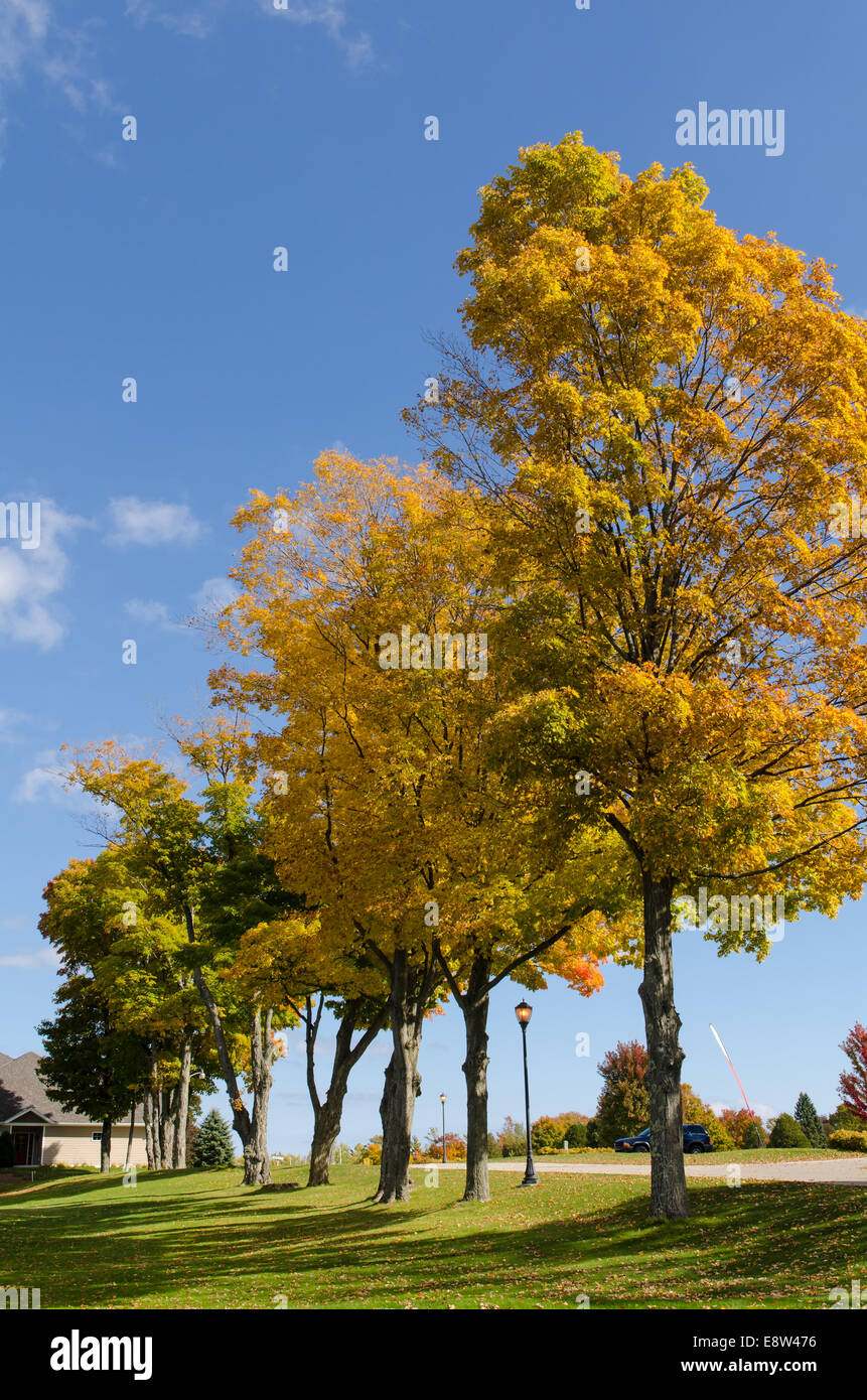 Vibrant and colorful leaves during fall season Stock Photo - Alamy
