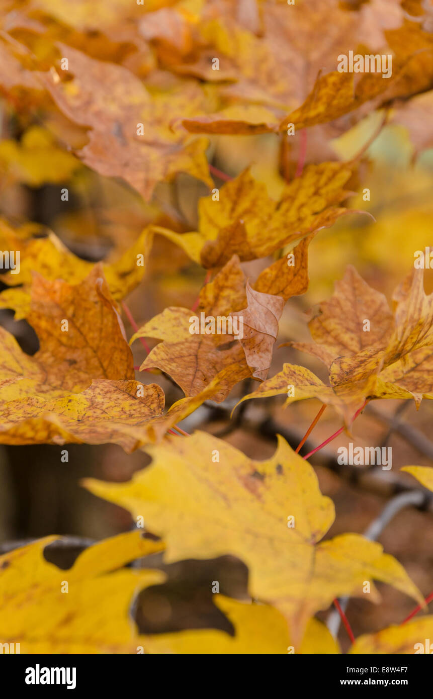 Backdrop of vibrant leaves hi-res stock photography and images - Alamy