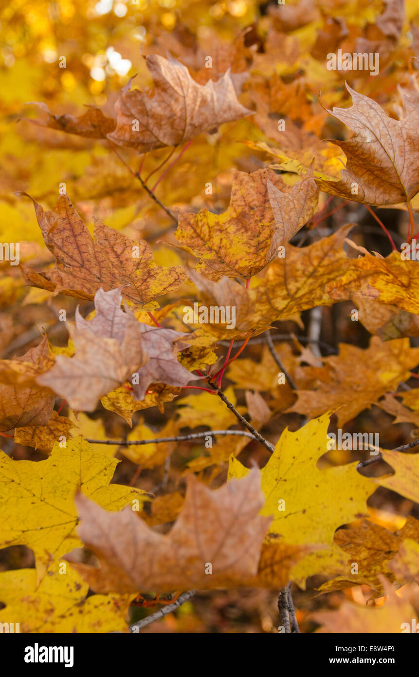 Vibrant and colorful leaves during fall season Stock Photo - Alamy