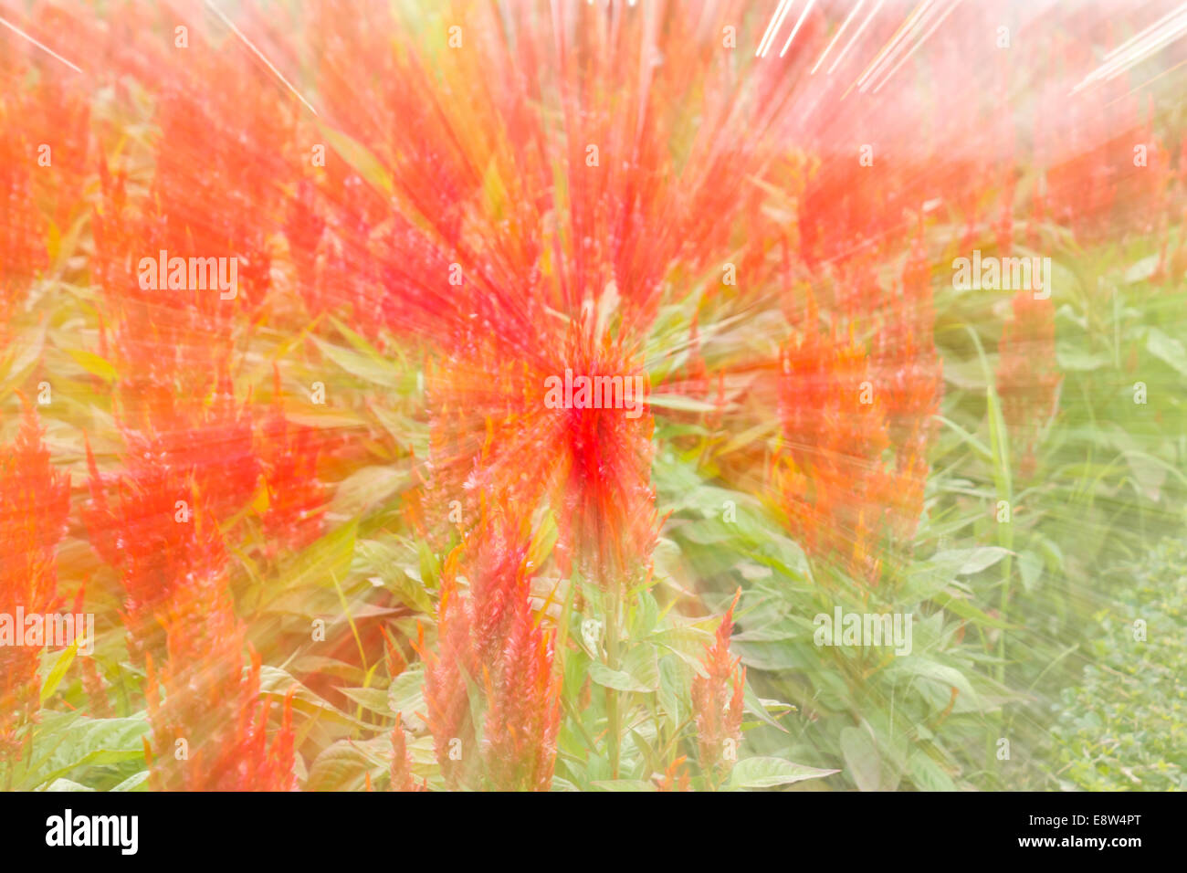 Exploding flower hi-res stock photography and images - Alamy