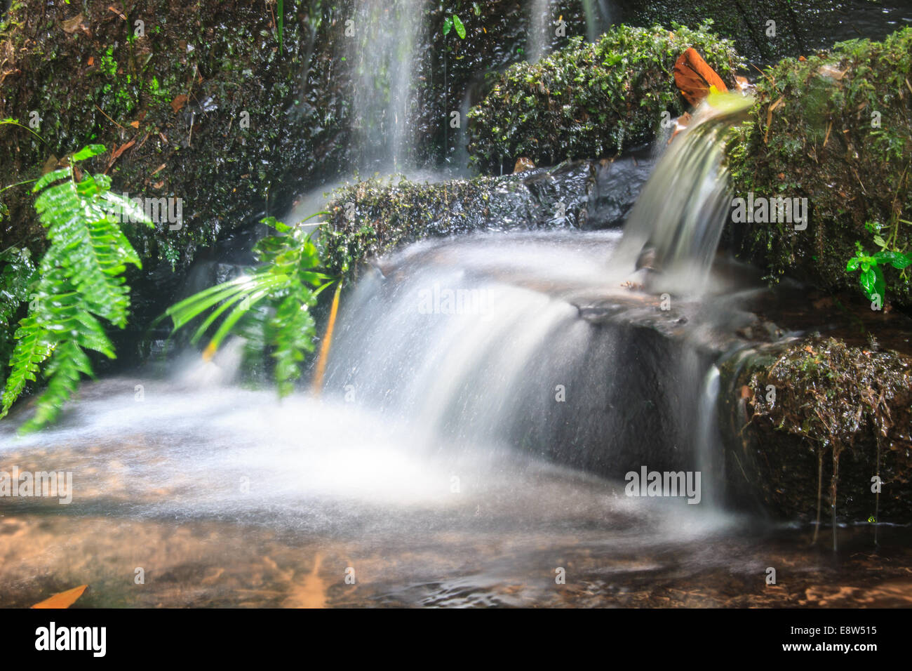 rainforest waterfall and rocks covered with moss Stock Photo - Alamy