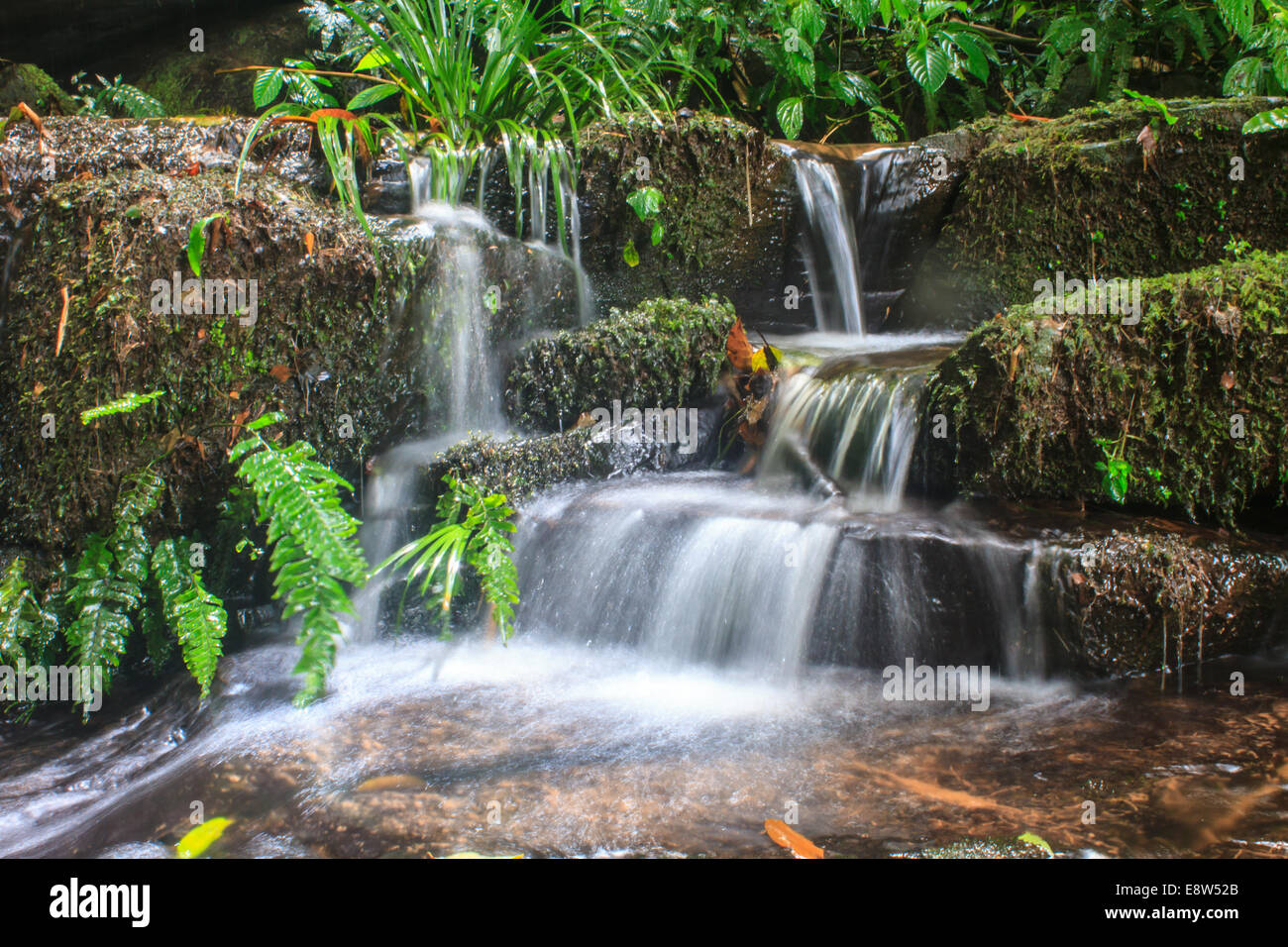 rainforest waterfall and rocks covered with moss Stock Photo - Alamy