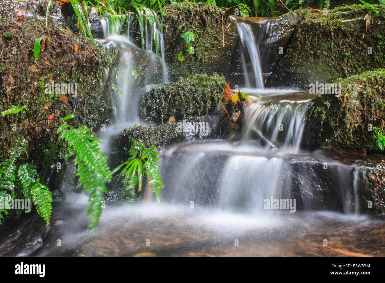 rainforest waterfall and rocks covered with moss Stock Photo - Alamy