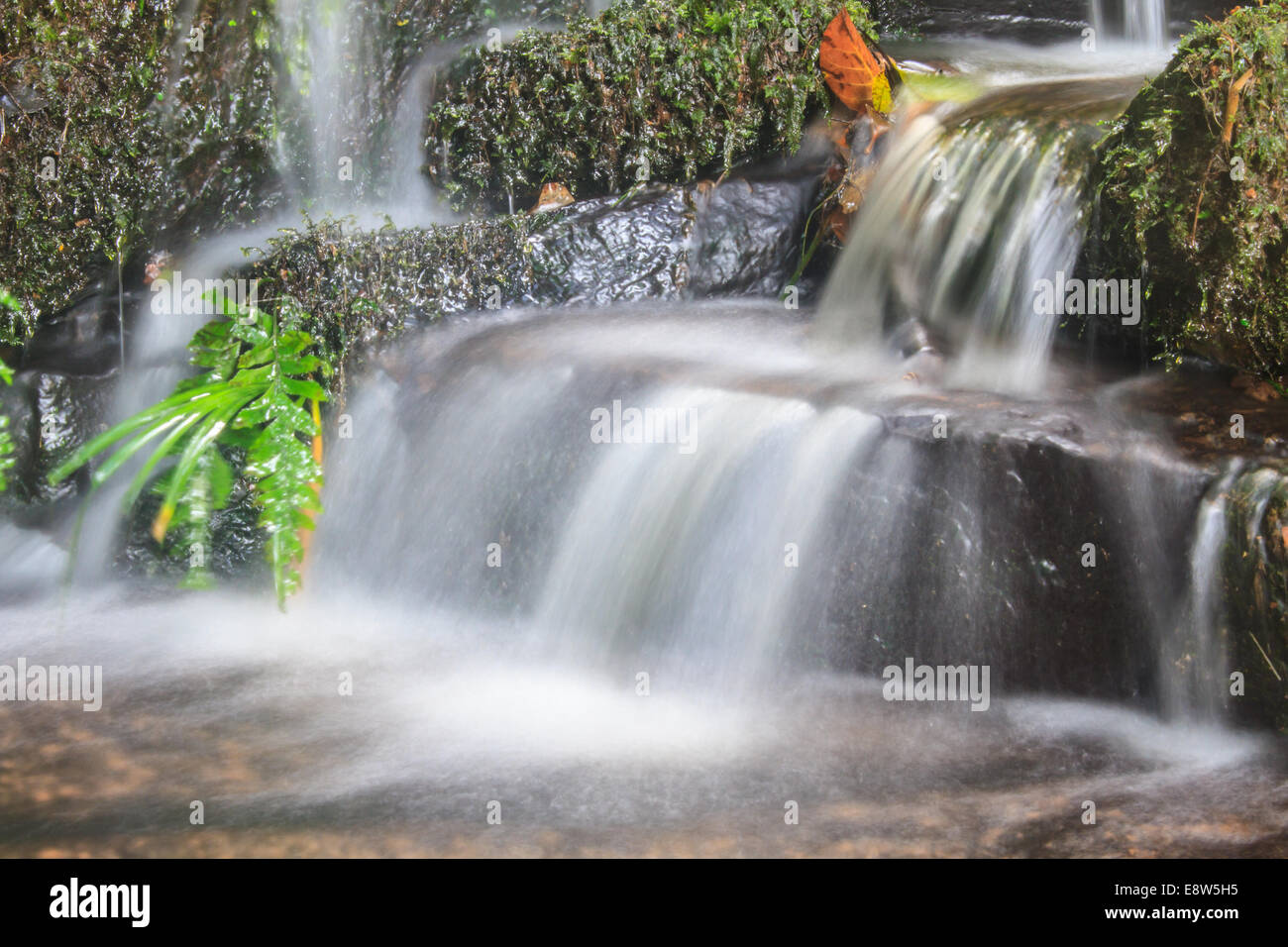 Rainforest waterfall rocks covered moss hi-res stock photography and ...
