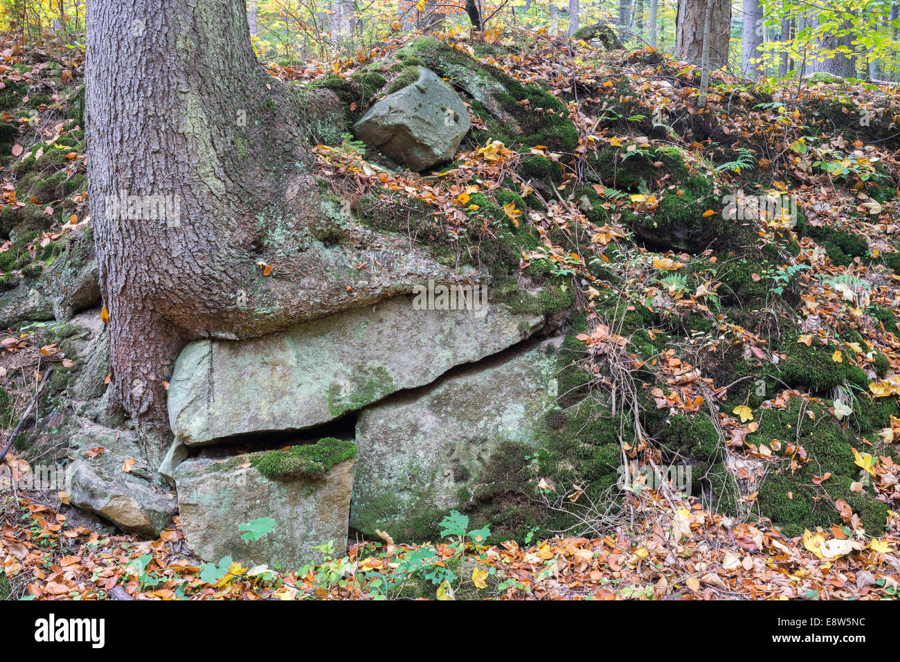 Overgrownig hi-res stock photography and images - Alamy