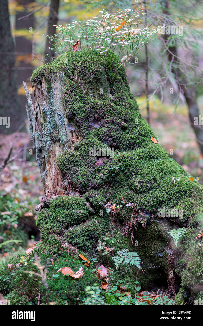 Broken tree hi-res stock photography and images - Alamy