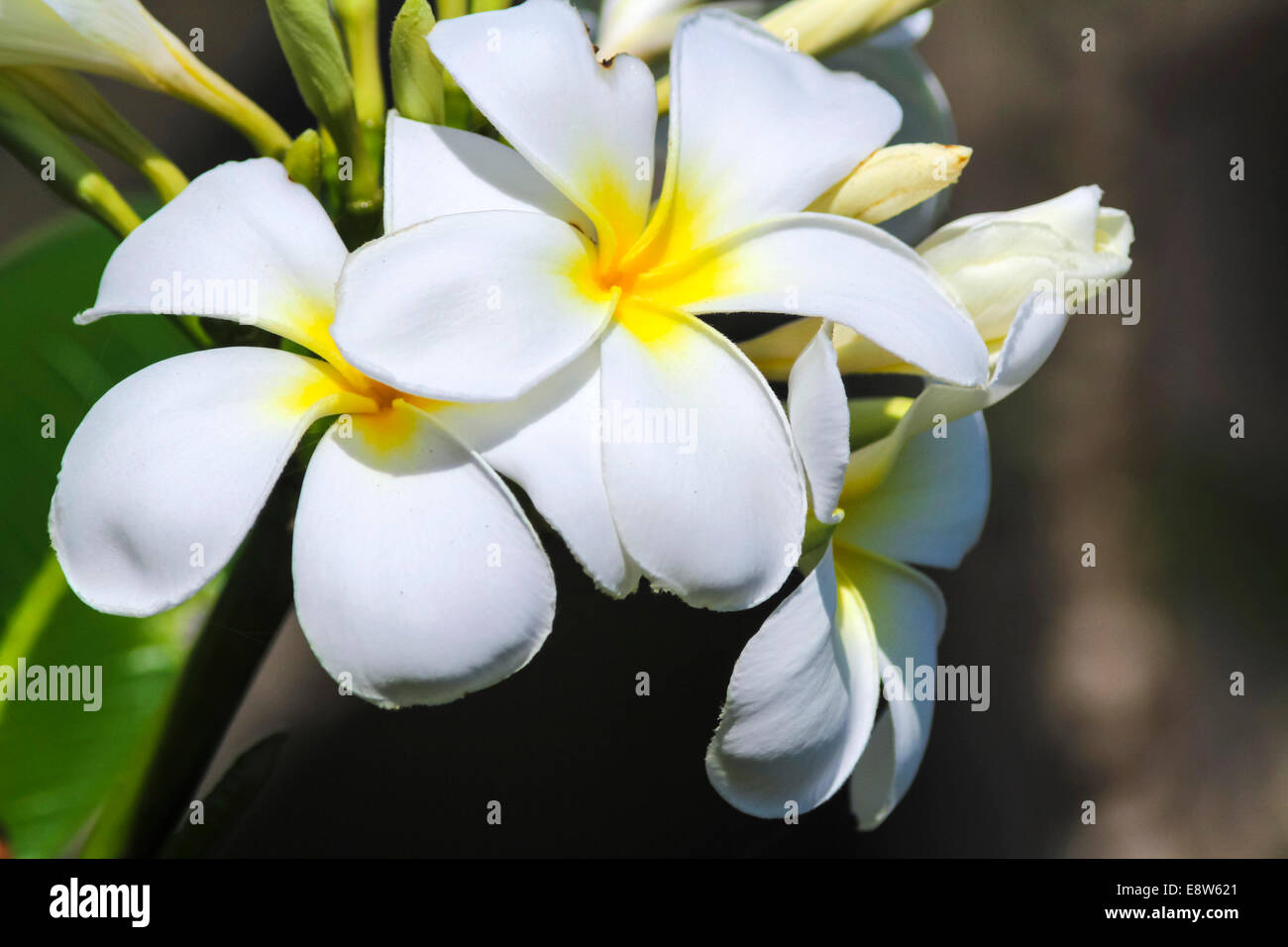 Branch of tropical flowers frangipani (plumeria).Bali.Indonesia Stock ...