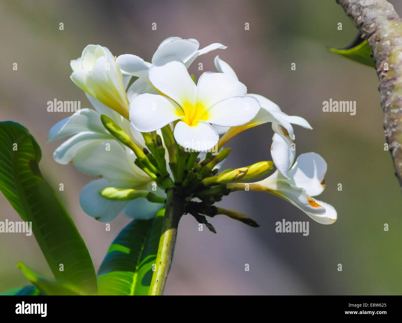 Branch of tropical flowers frangipani (plumeria).Bali.Indonesia Stock ...