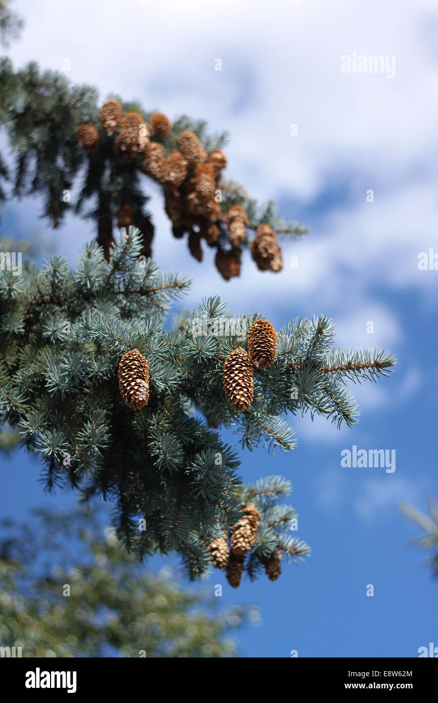 Fir tree crown hi-res stock photography and images - Alamy