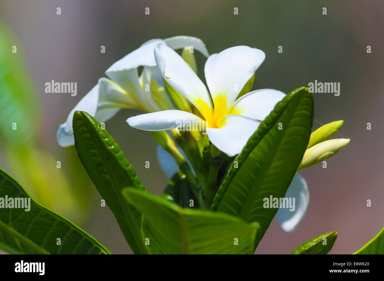 Branch of tropical flowers frangipani (plumeria).Bali.Indonesia Stock ...