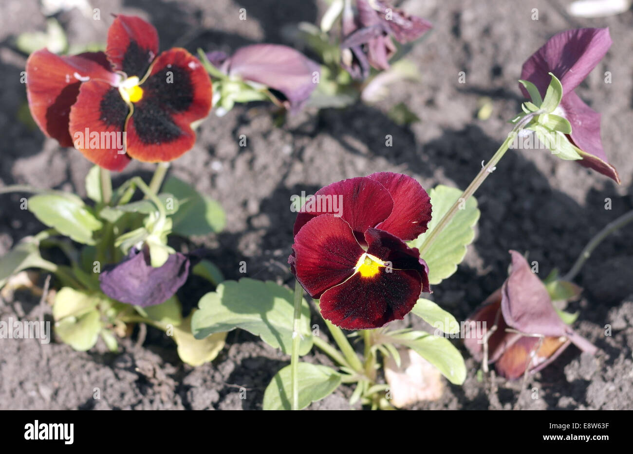 Red viola hi-res stock photography and images - Alamy