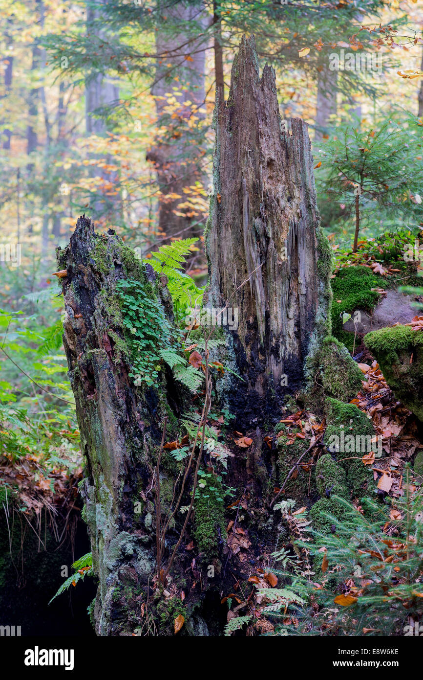 Broken tree hi-res stock photography and images - Alamy
