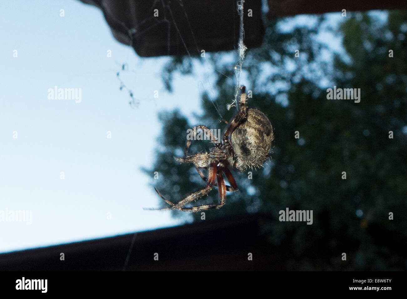 Spider Hanging From Web High Resolution Stock Photography and Images ...